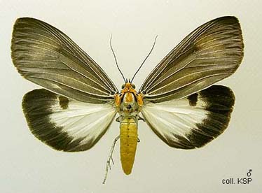 Papua Insects Foundation (Lepidoptera/Erebidae/Aganainae/Neochera dominia)